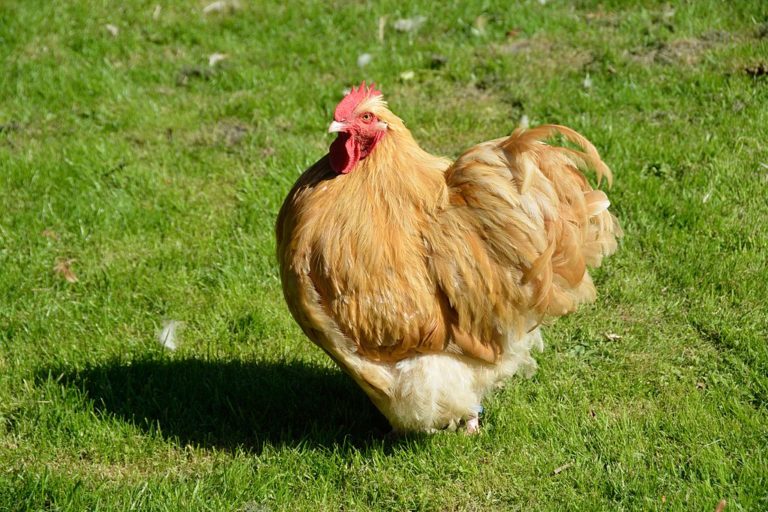 15 Largest Chicken Breeds (With Pictures) | Know Your Chickens
