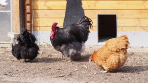 10 sonidos y ruidos comunes de pollos (sabiendo lo que significan ...