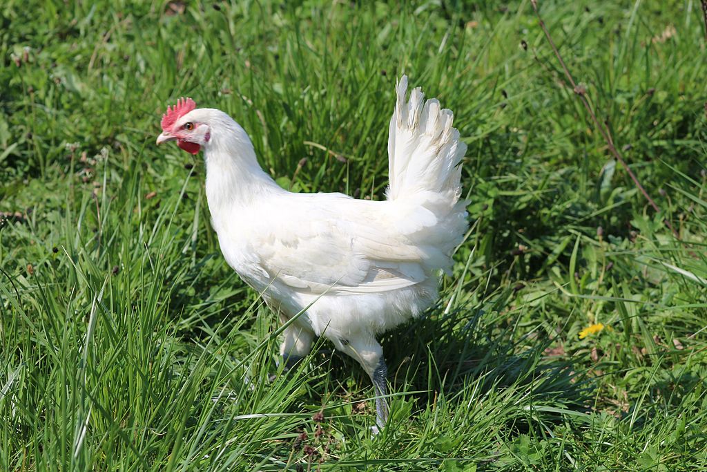 15 Best Meat Chickens (Breed List with Pictures) | Know Your Chickens