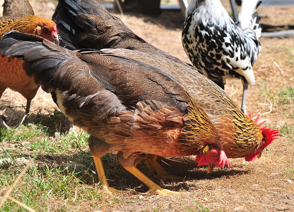 15 mejores pollos de carne (lista de razas con imágenes) | Conozca a ...