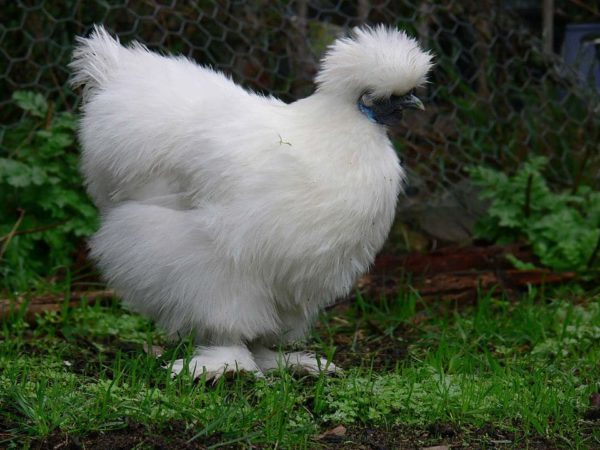 12 Kleine Kippenrassen (Breed Guide + Foto's) | Know Your Chickens ...