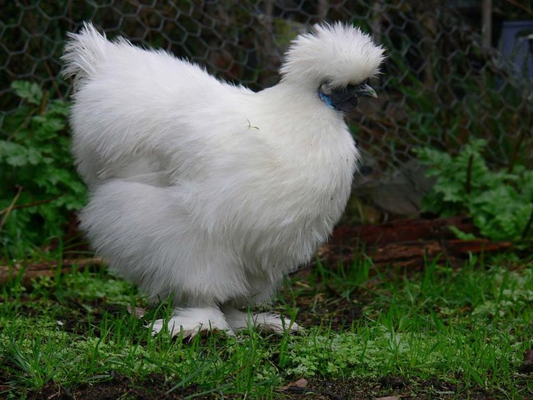 12 Small Chicken Breeds (Breed Guide + Pictures) | Know Your Chickens