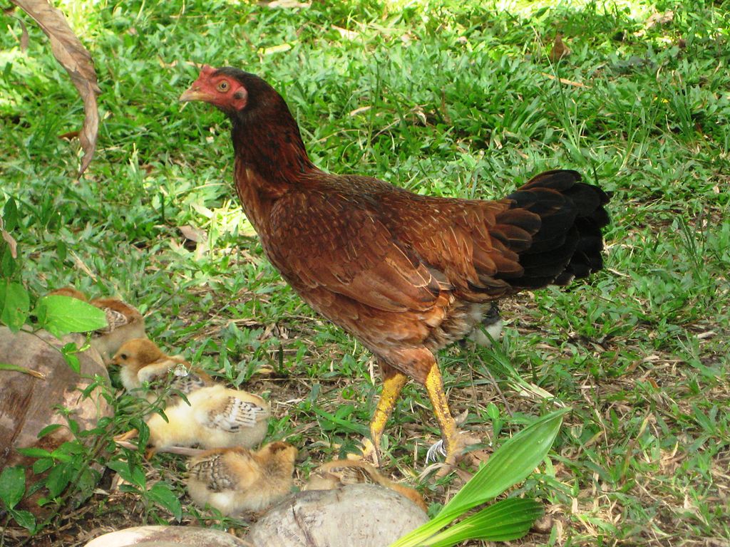 15 Largest Chicken Breeds (With Pictures) | Know Your Chickens