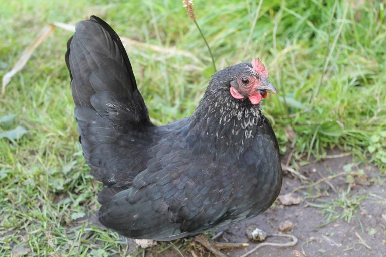 12 Small Chicken Breeds (Breed Guide + Pictures) | Know Your Chickens