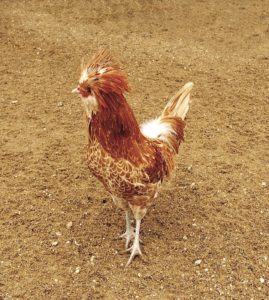 Polish Chickens: The Ultimate Breed Guide | Conoce a tus Pollos | be ...