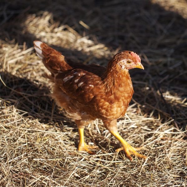 Golden Comet Chickens: Everything You Should Know (Breed Guide)