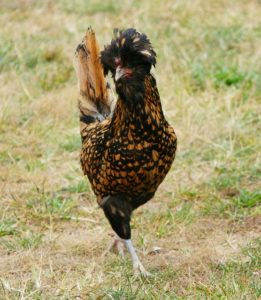 Polish Chickens: The Ultimate Breed Guide | Conoce a tus Pollos | be ...