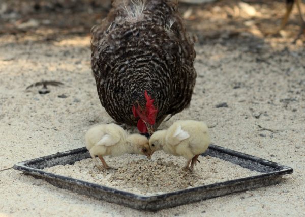 How Long Do Chickens Live Average Chicken Lifespan By Breed how-long-do-chickens-live-average-chicken-lifespan-by-breed