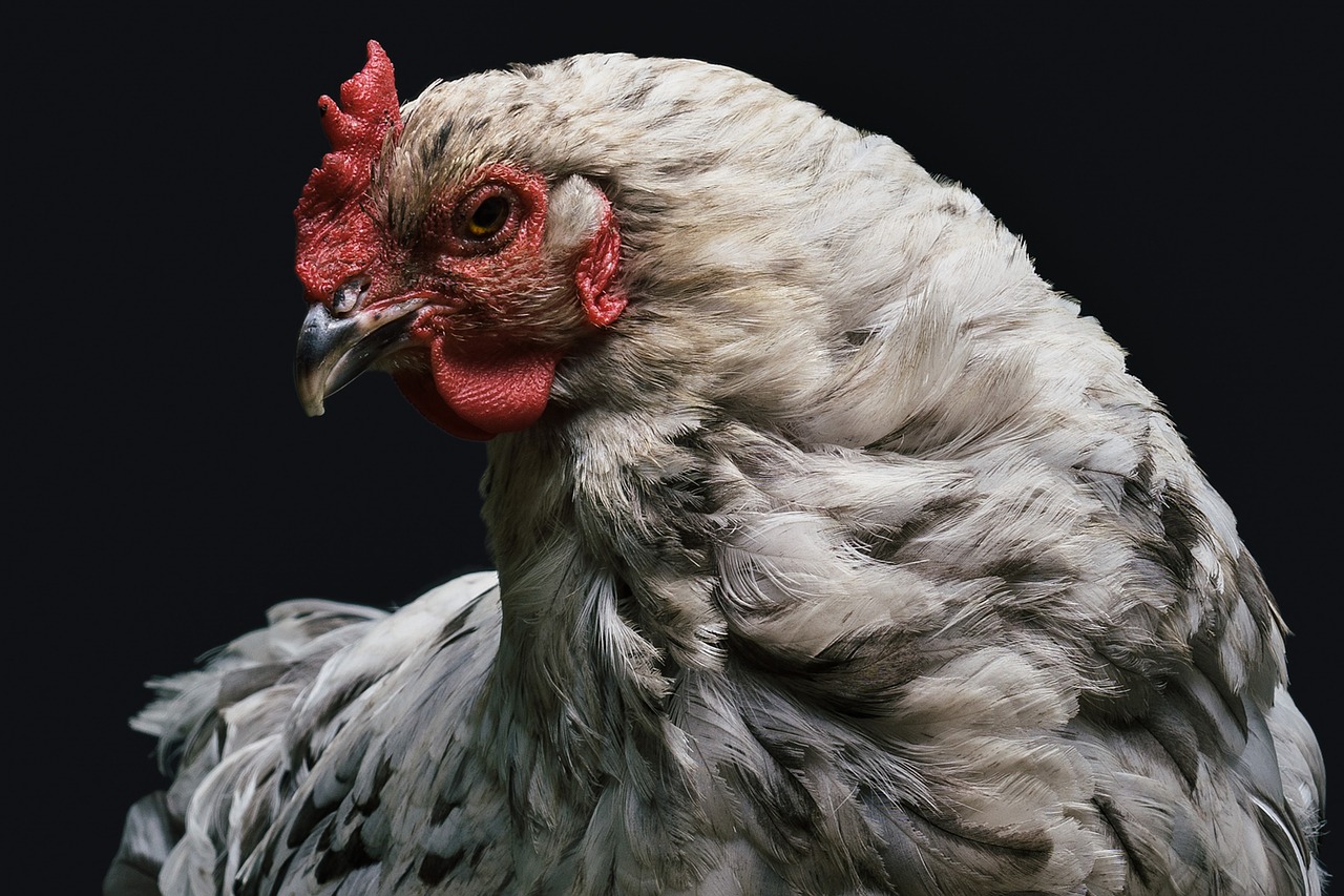 Ameraucana Chicken: The Complete Breed Care & Info Guide