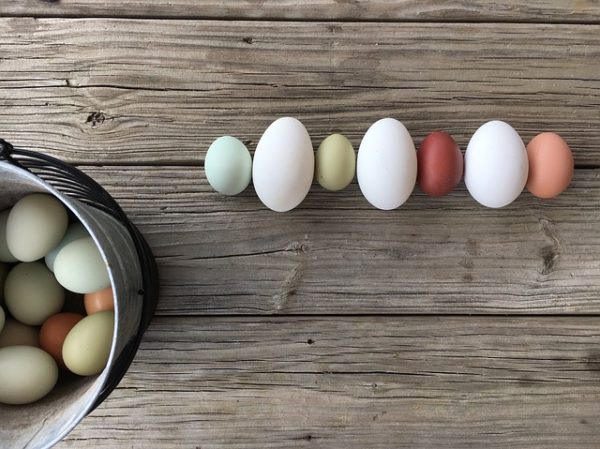 18 Popular Types of Chickens That Lay Colored Eggs
