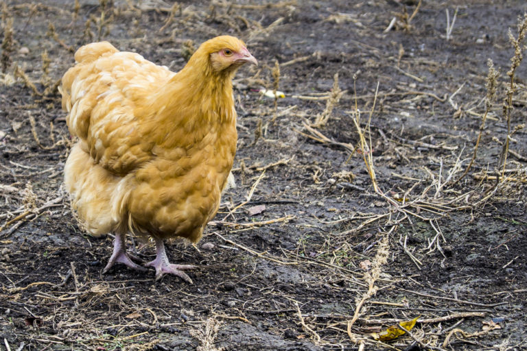 Buff Orpington Chicken Breed Guide | Know Your Chickens