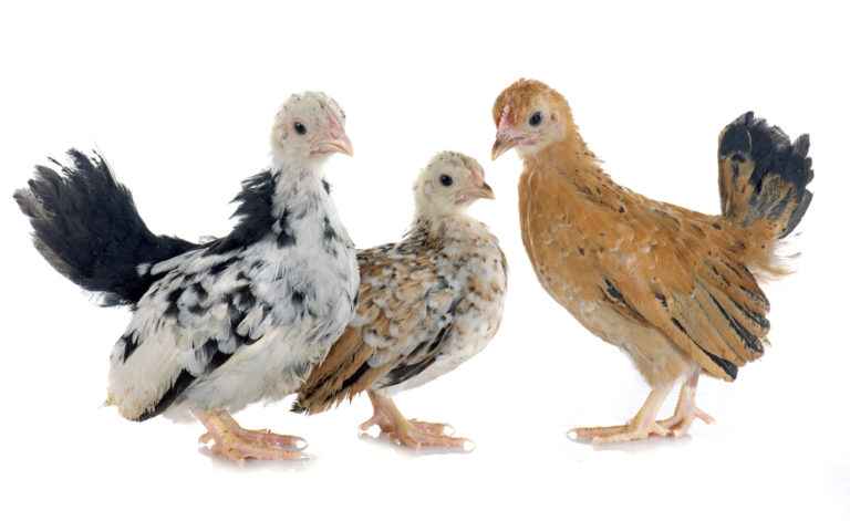 How to Tell a Rooster From a Hen (Male vs. Female Differences)