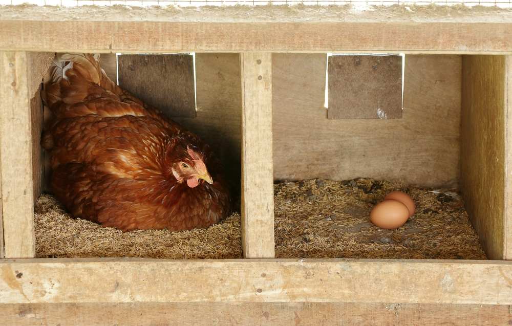 Best Chicken Nesting Boxes How To Use Them Review Guide 