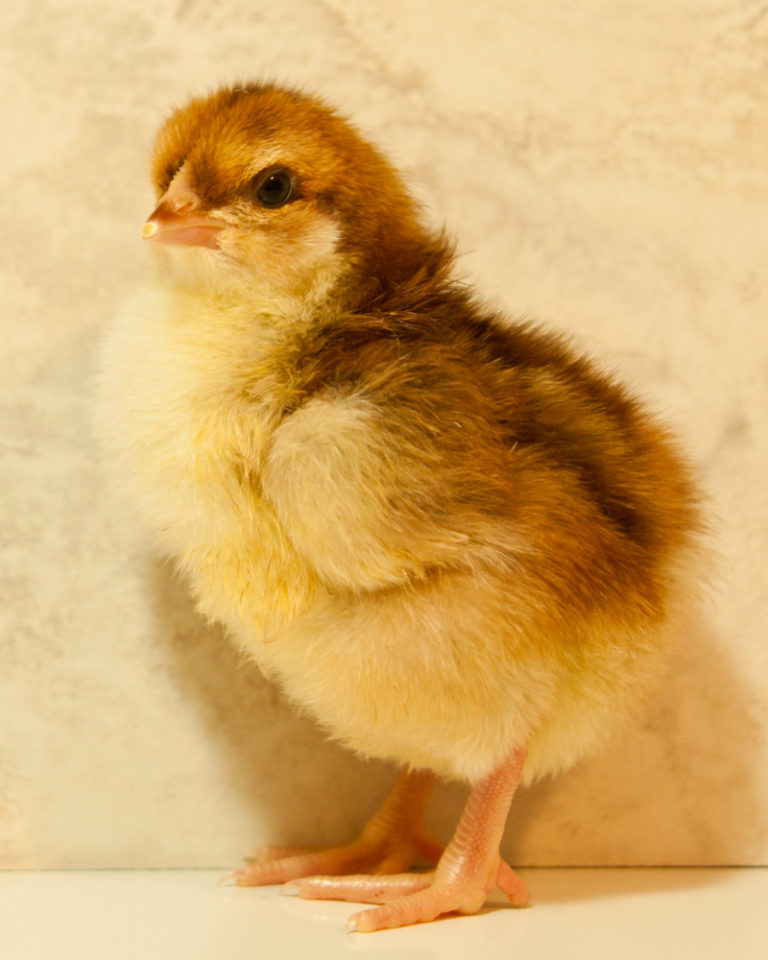 Speckled Sussex Chicken Breed Guide | Know Your Chickens