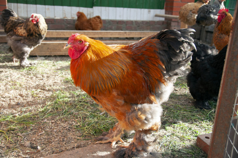 Cochin Chicken Breed Guide: Everything You Need to Know