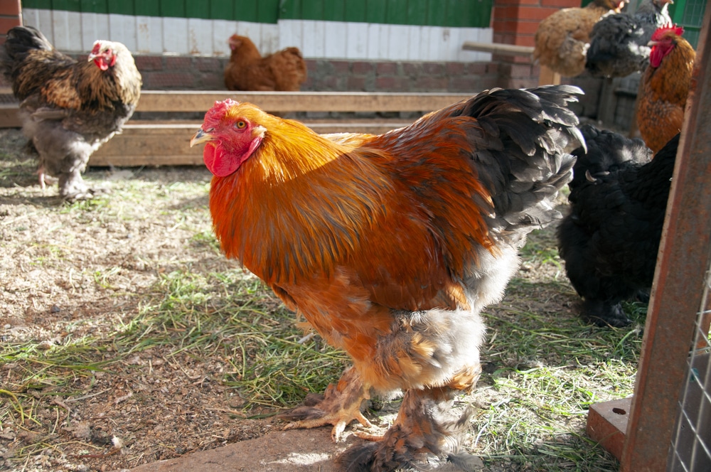 Cochin Chicken Breed Guide: Everything You Need to Know