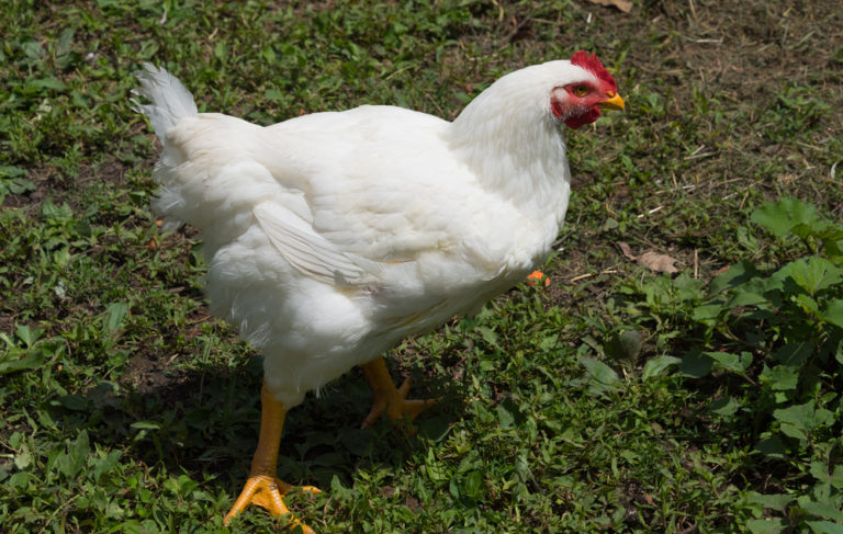 Leghorn Chicken Breed Guide: Care, Feeding, & More | Know Your Chickens
