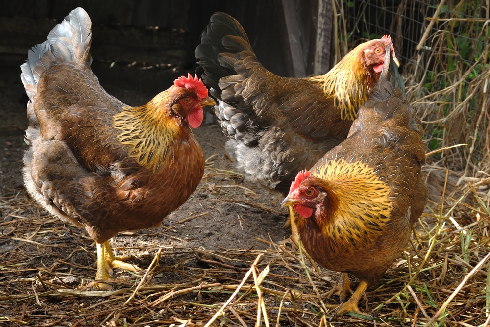 Welsummer Chicken Breed Guide: Care, Feeding, Size, & More